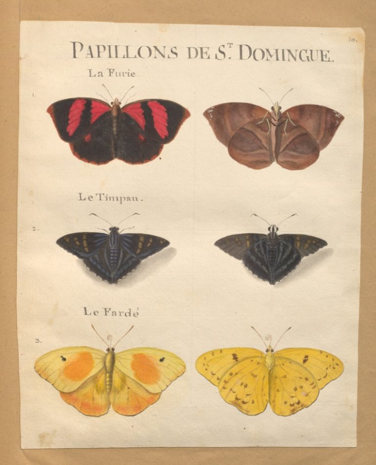 Painting animals in 18th-century Saint-Domingue (now Haiti) 2024 ...